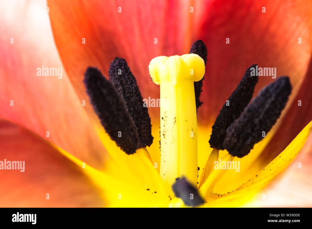 Tulip stamen pistil macro hi-res stock photography and images - Alamy