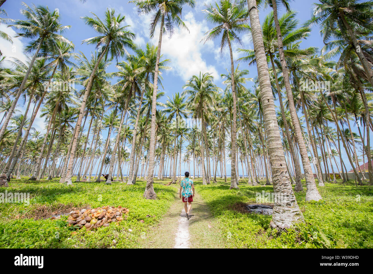 Landscape of green tropical forest with many coconut palm trees ...