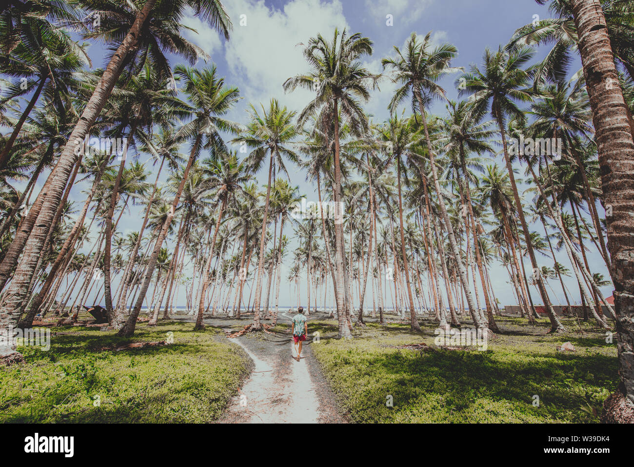 Landscape of green tropical forest with many coconut palm trees ...