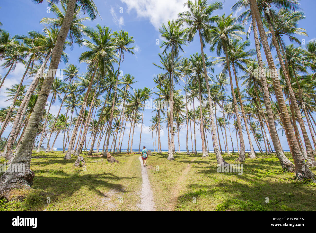 Landscape of green tropical forest with many coconut palm trees ...