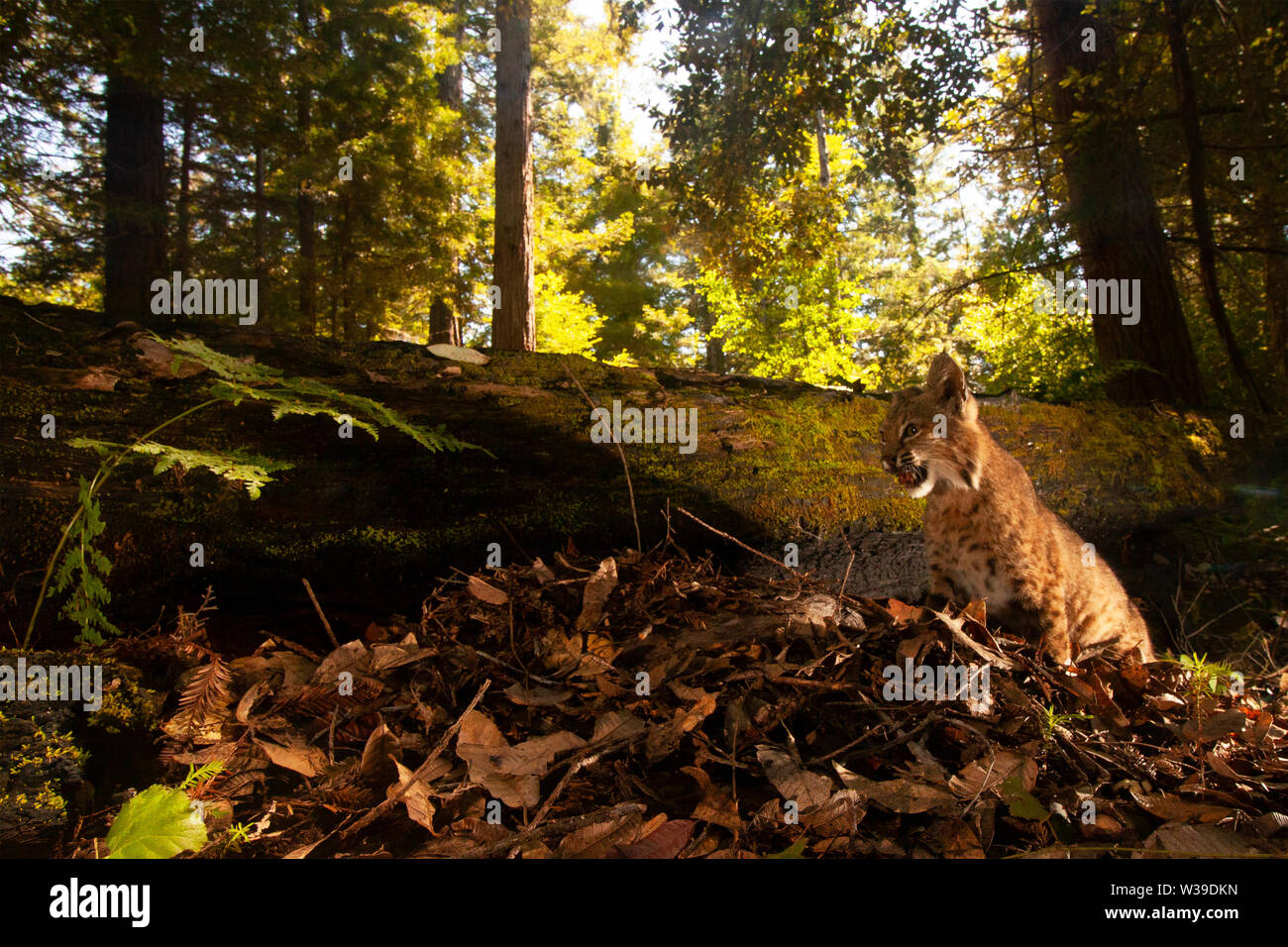 A Bobcat surprised and excited in a Redwood forest Stock Photo - Alamy
