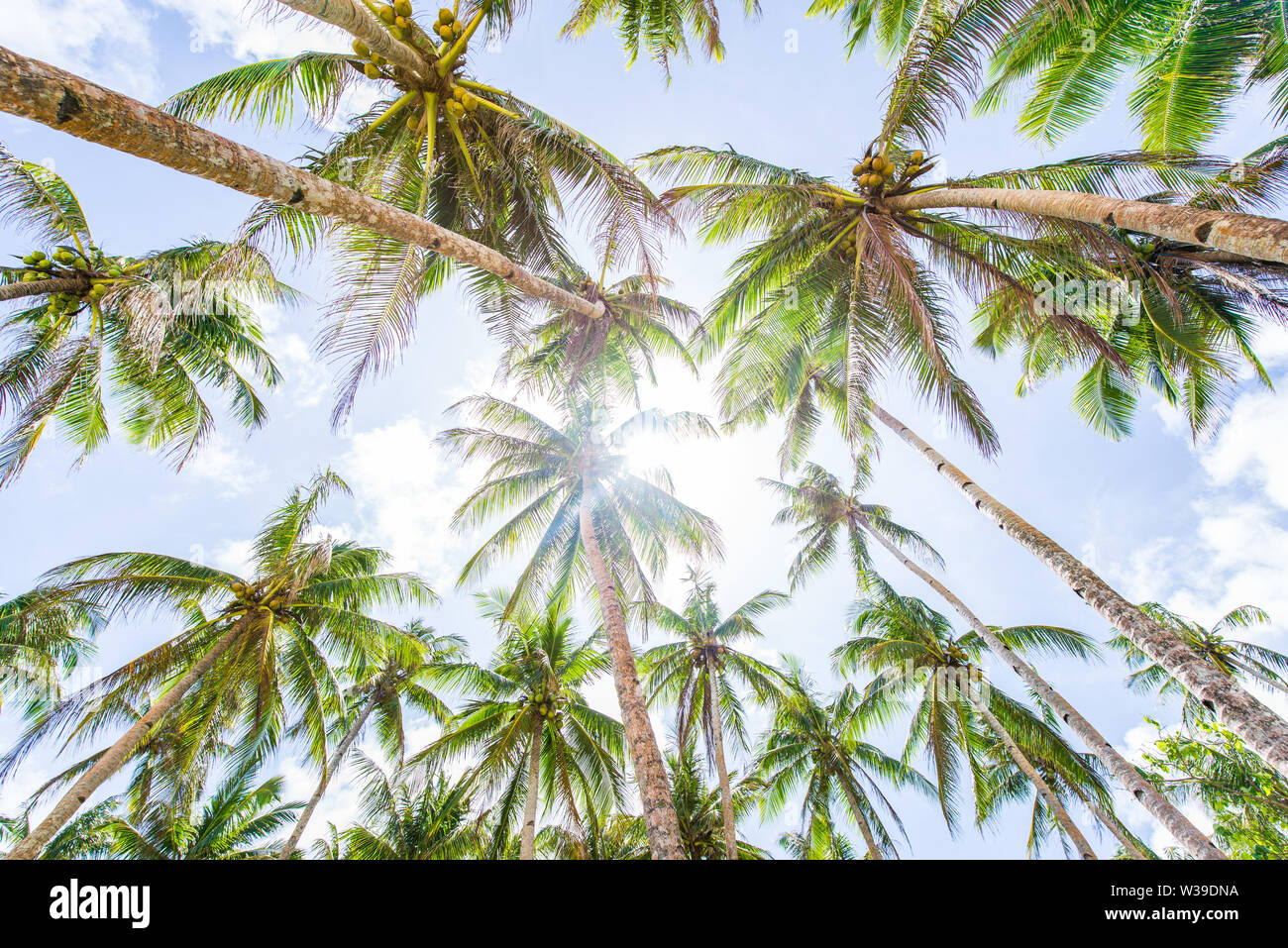 Landscape of green tropical forest with many coconut palm trees ...