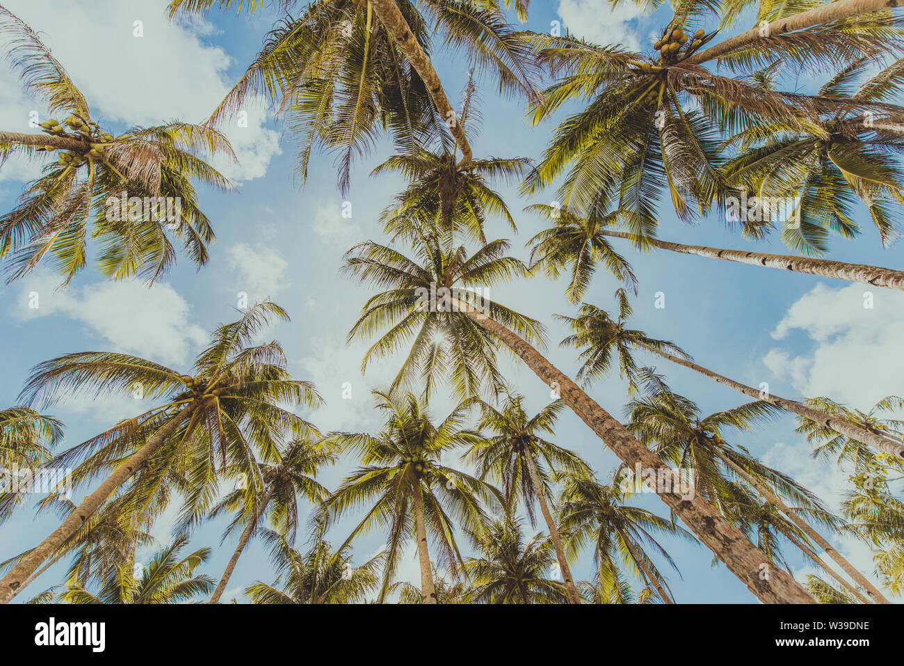 Landscape of green tropical forest with many coconut palm trees ...
