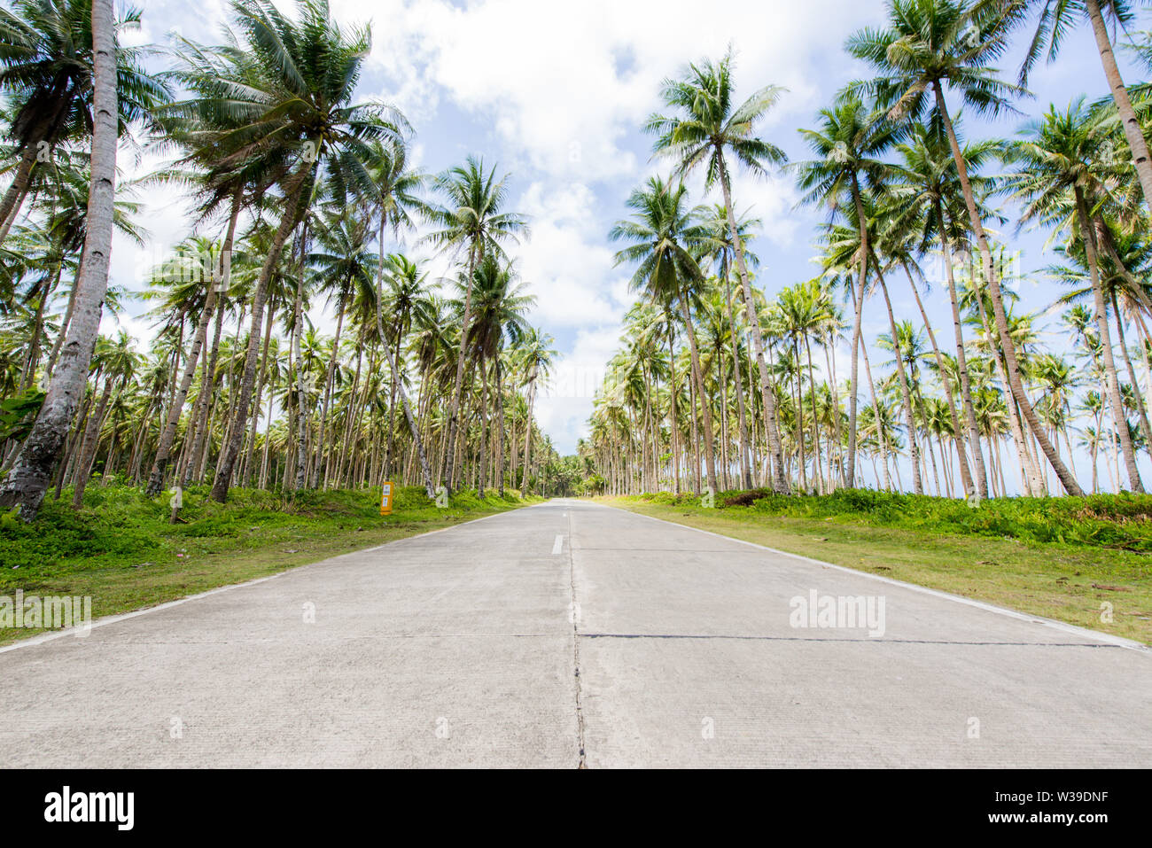 Landscape of green tropical forest with many coconut palm trees ...