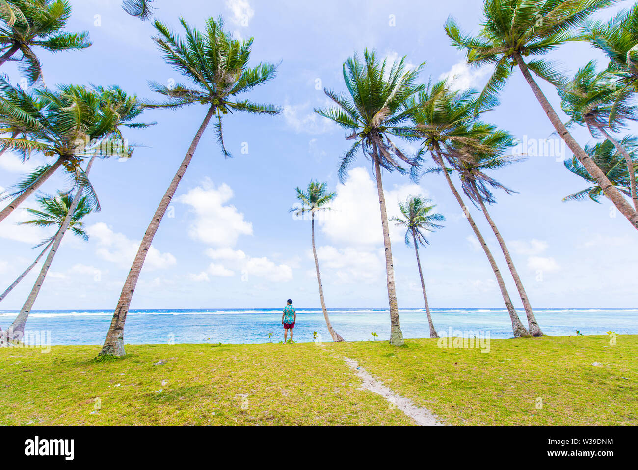Landscape of green tropical forest with many coconut palm trees ...