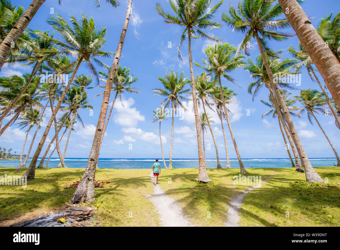 Landscape of green tropical forest with many coconut palm trees ...