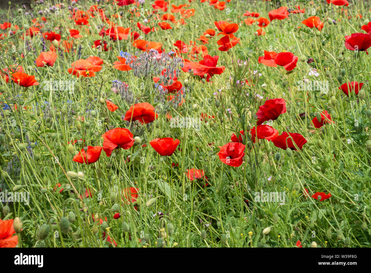 Poppies rewilding hi-res stock photography and images - Alamy