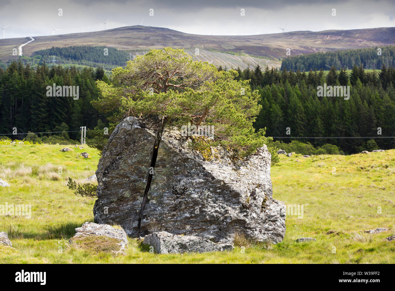A scots Pine growing out of a split rock near Loch Ruthven, Scotland ...