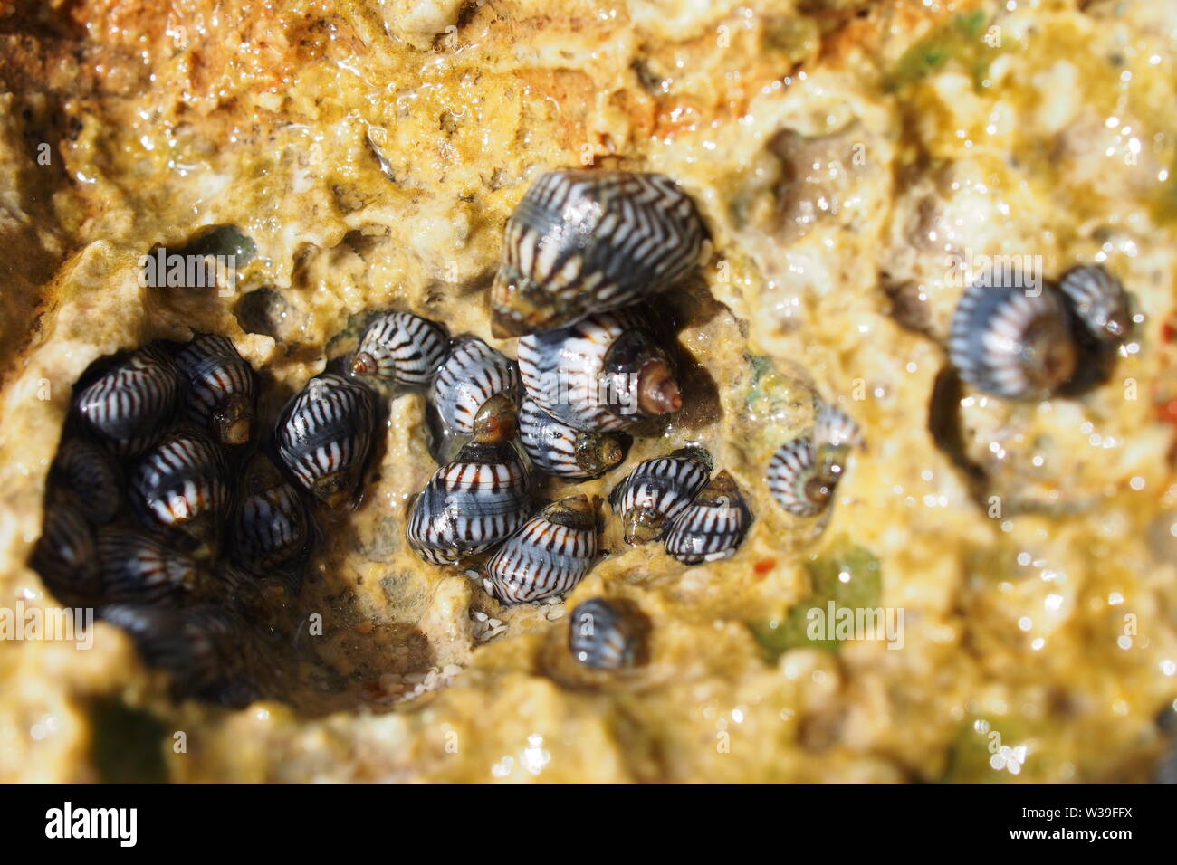 Edible periwinkle hi-res stock photography and images - Alamy