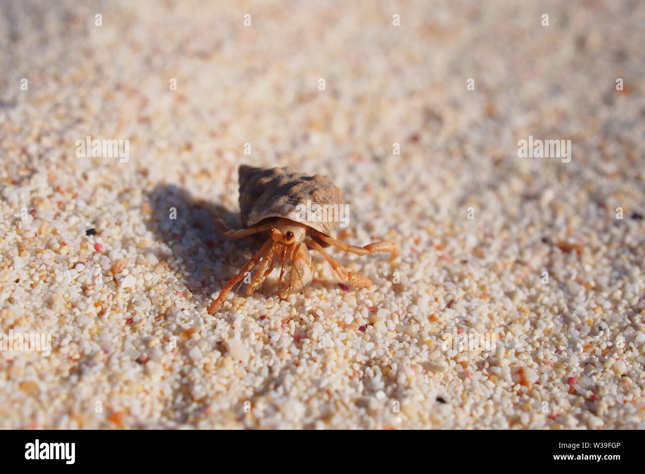 Hermit crab doing cute hermit crab things, Limestone Bay beach ...