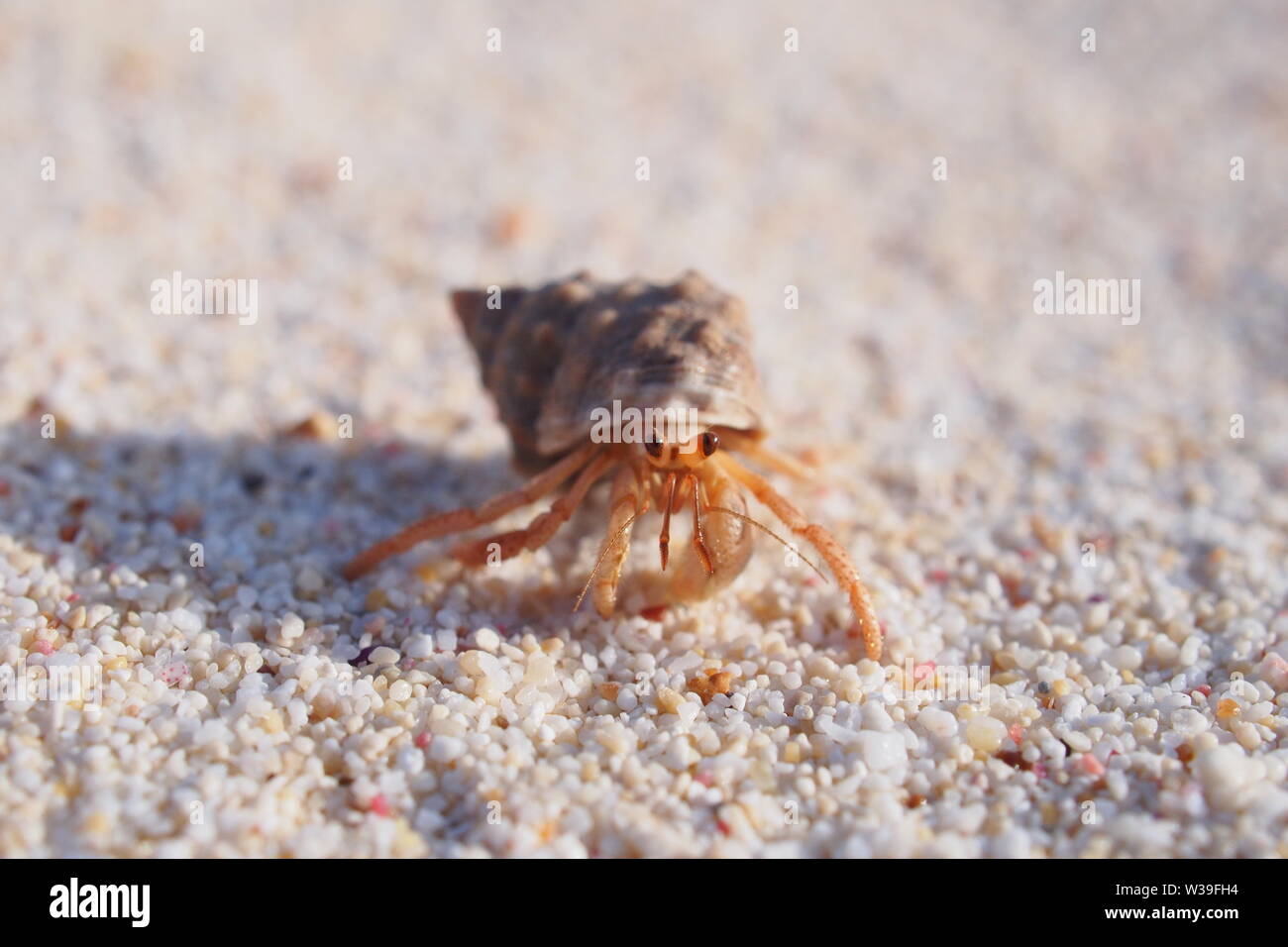 Hermit crab doing cute hermit crab things, Limestone Bay beach ...