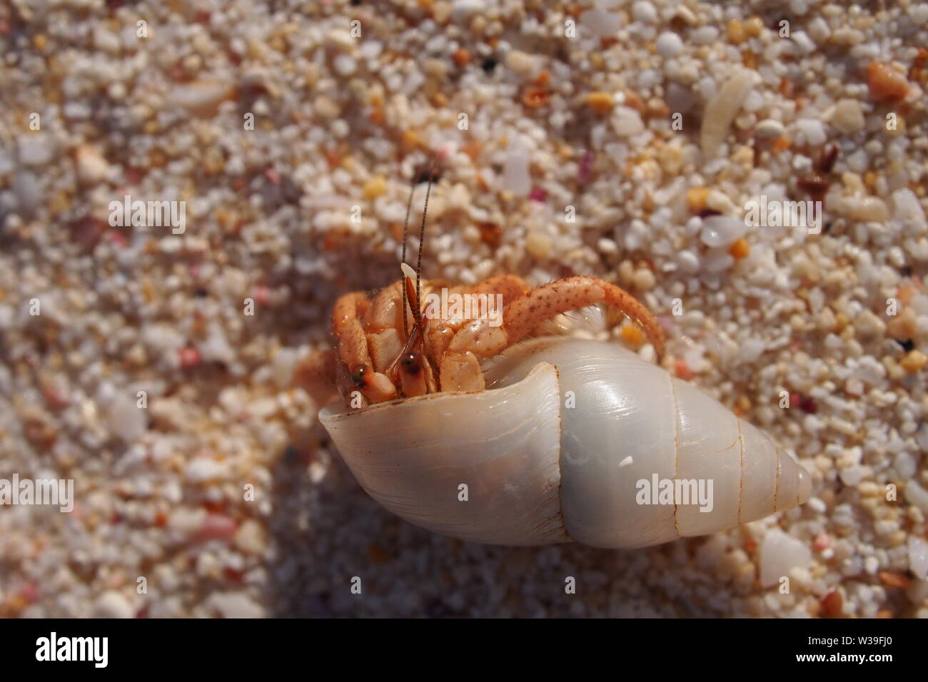 Hermit crab doing cute hermit crab things, Limestone Bay beach ...