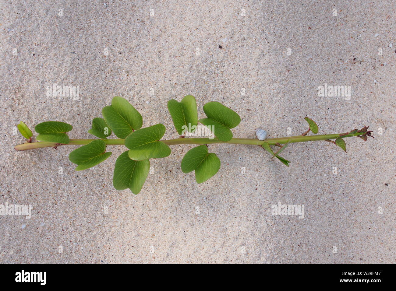 New Beach morning glory (Ipomoea pes-caprae) runner growing out of the ...