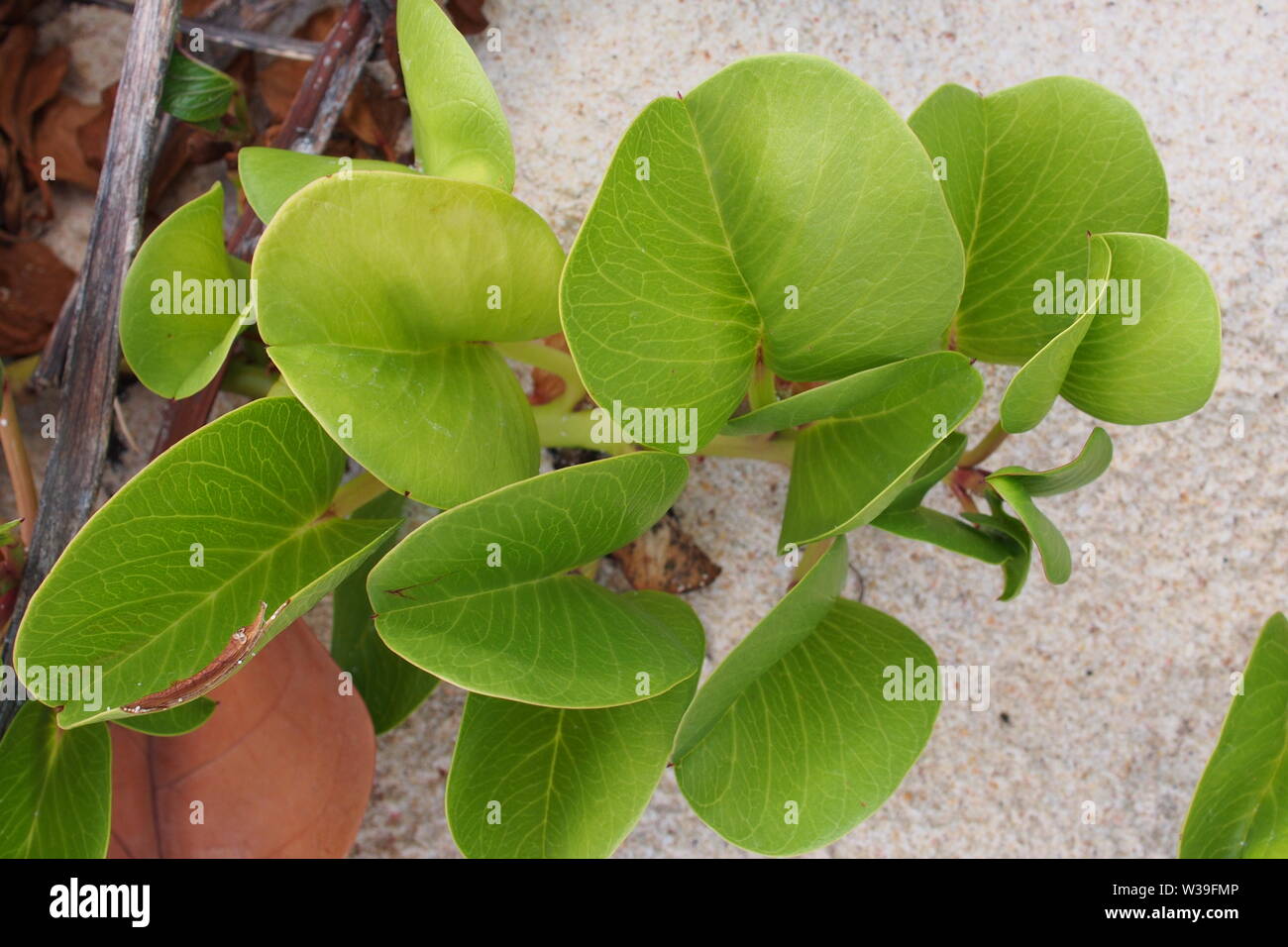 New Beach morning glory (Ipomoea pes-caprae) runner growing out of the ...