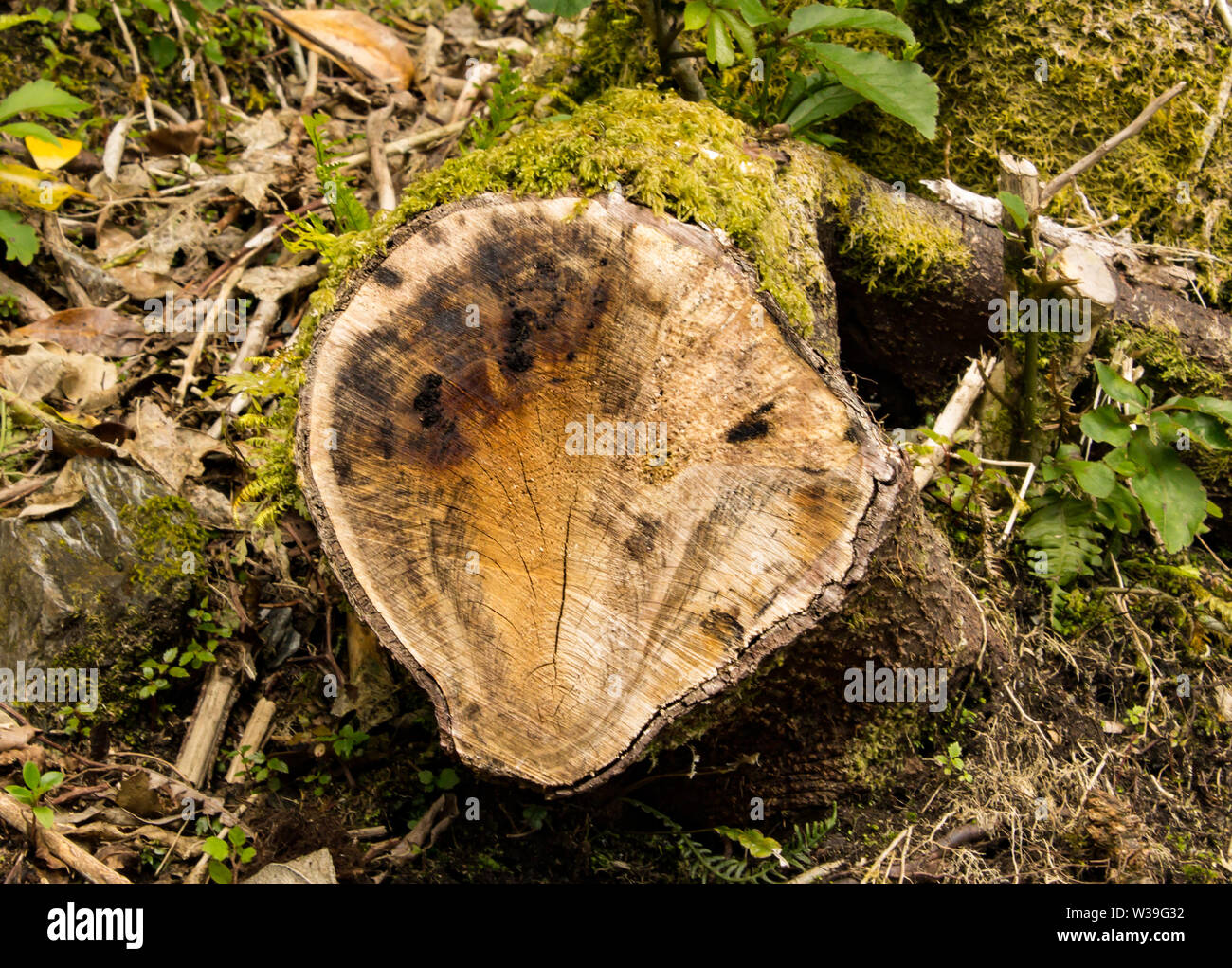 Logged tree stump with moss near the ground Stock Photo - Alamy