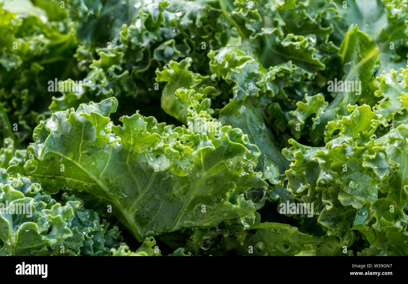 Kale leaves hi-res stock photography and images - Alamy