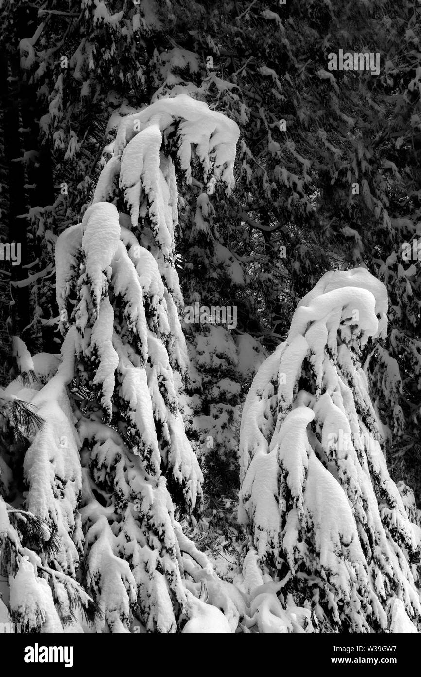 Coniferous forest backdrop Black and White Stock Photos & Images - Alamy