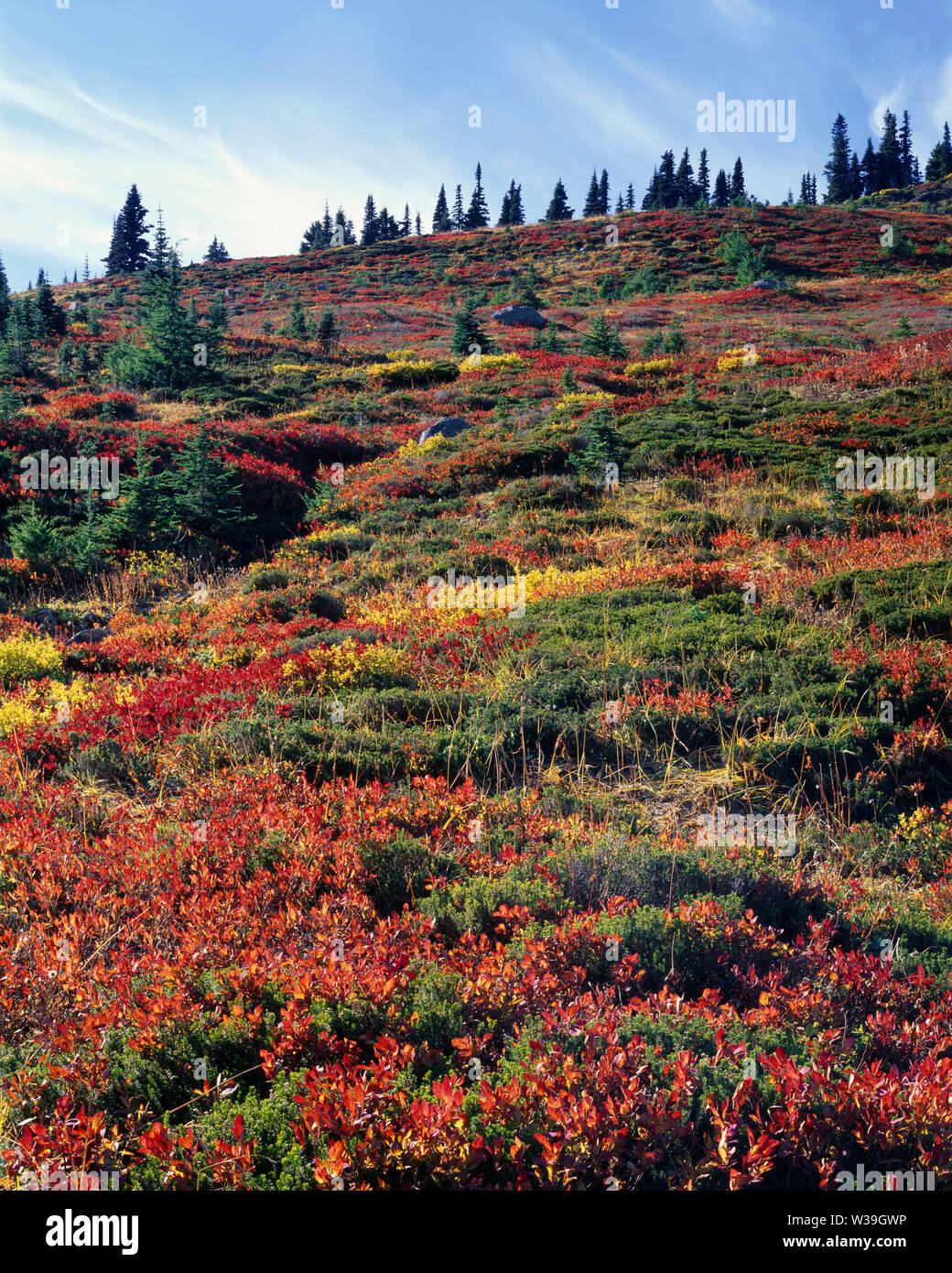 USA, Washington, Mt. Rainier National Park, Huckleberry displays autumn ...
