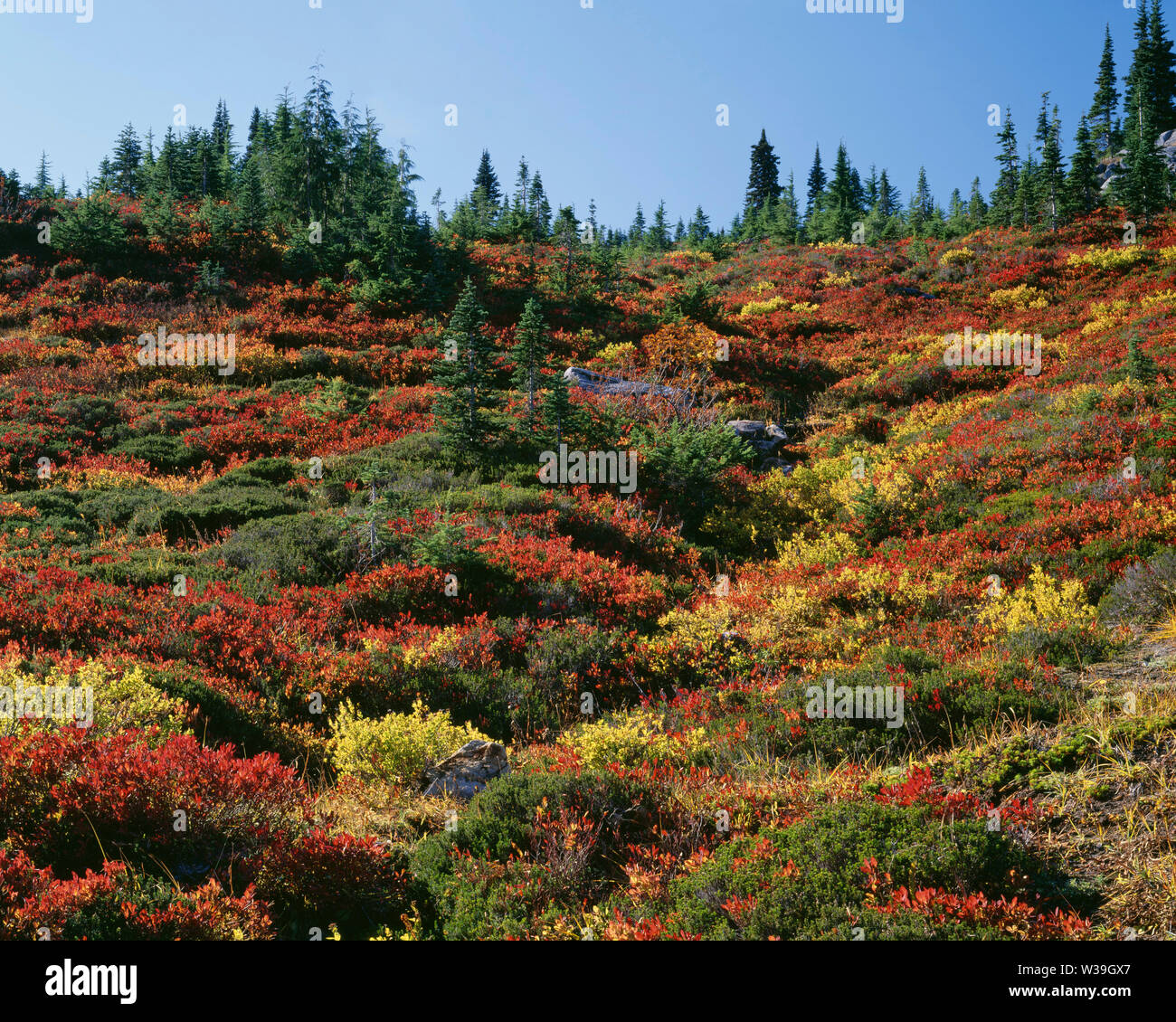 USA, Washington, Mt. Rainier National Park, Huckleberry displays autumn ...