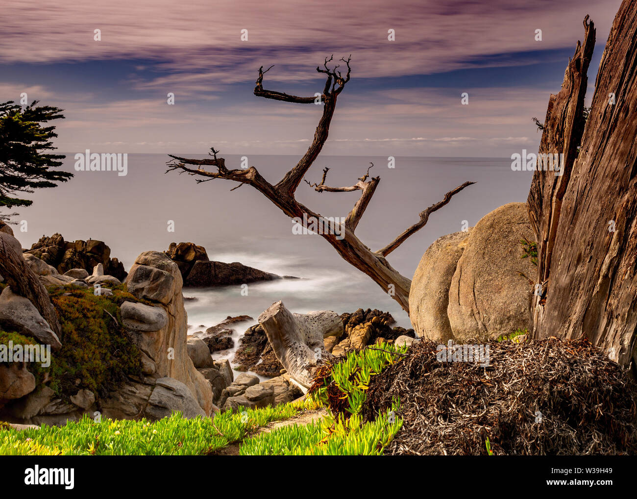 Ghost Tree Pescadero Point Monterey California USA, 17-mile drive, in ...