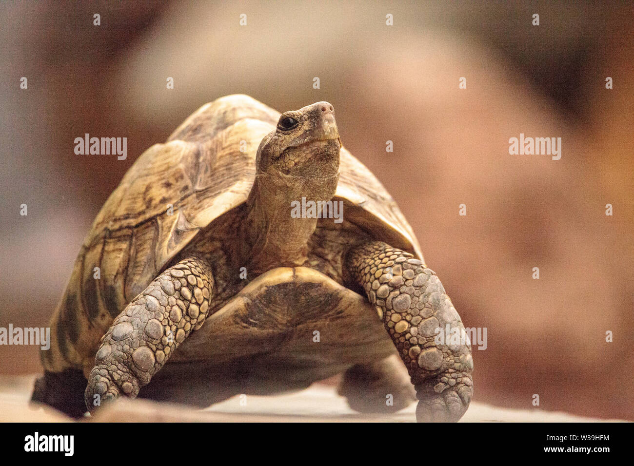 Indian star tortoise Geochelone elegans is a threatened species found ...