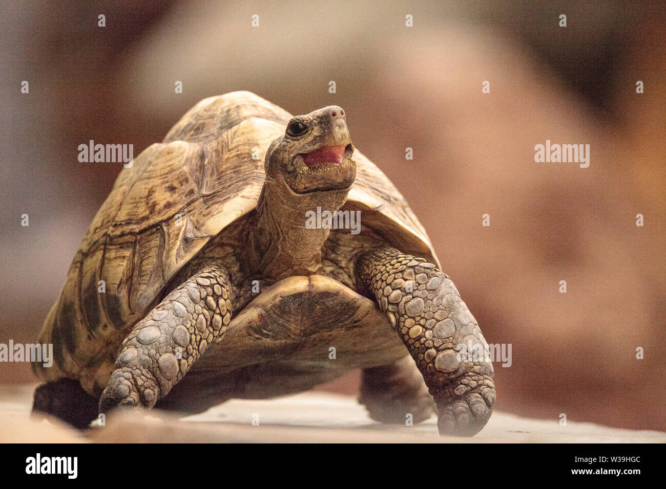 Indian star tortoise Geochelone elegans is a threatened species found ...