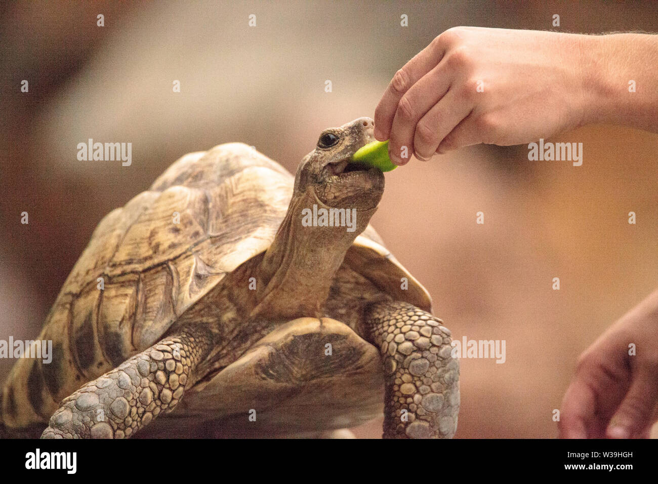 Indian star tortoise Geochelone elegans is a threatened species found ...