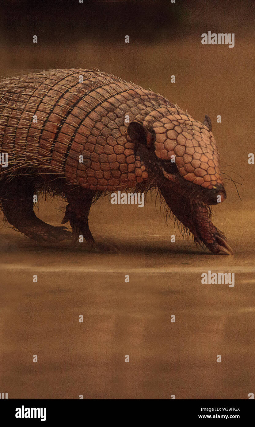 Nine-banded armadillo, Dasypus novemcinctus, in Everglades City, Florida Stock Photo - Alamy