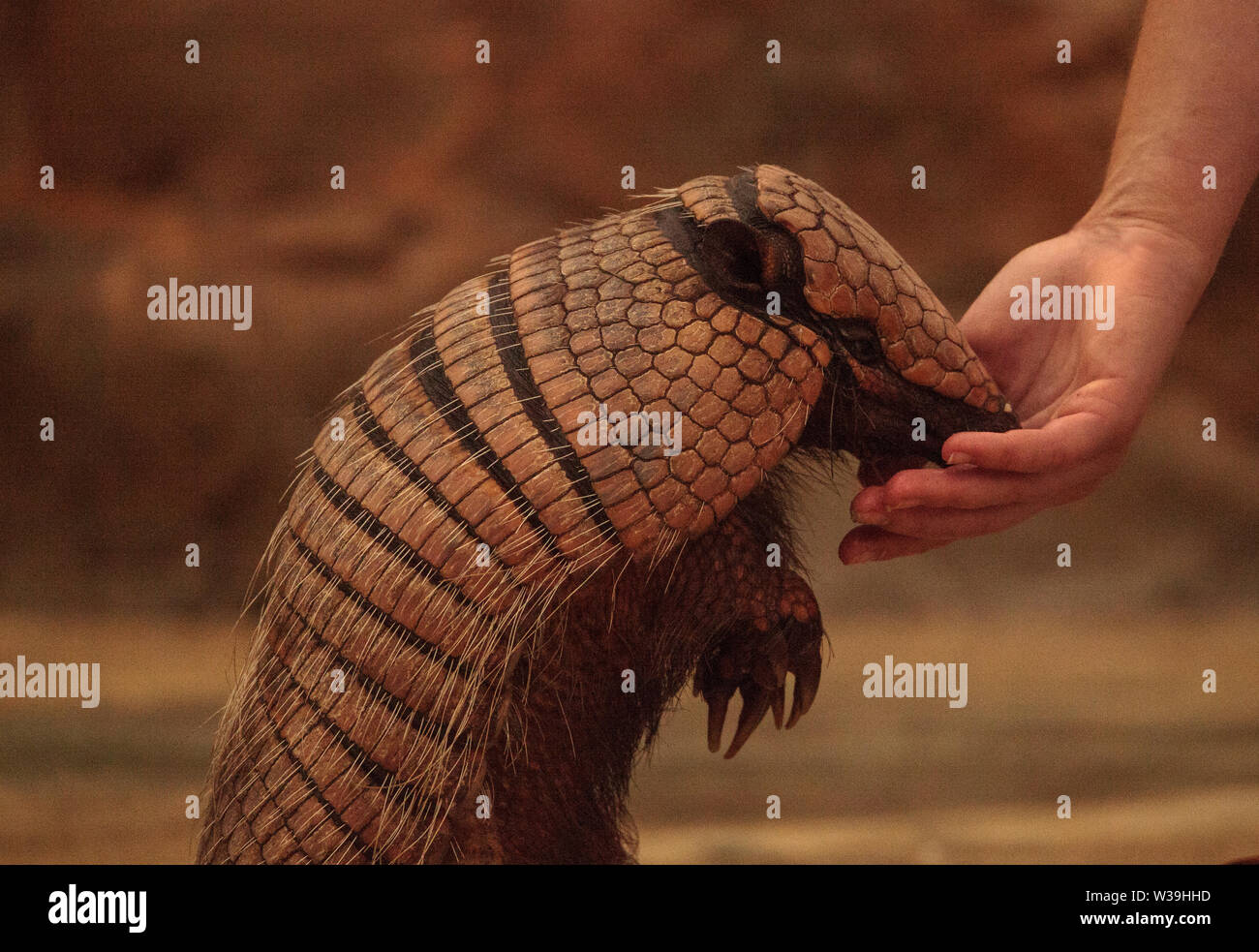 Nine-banded armadillo, Dasypus novemcinctus, in Everglades City ...