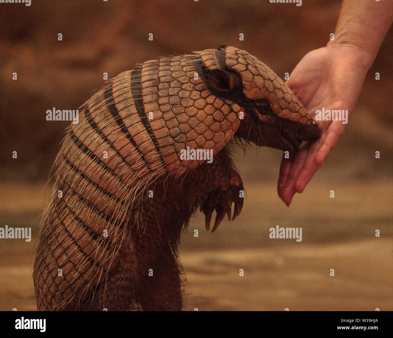 Nine banded armadillo feeding hi-res stock photography and images - Alamy