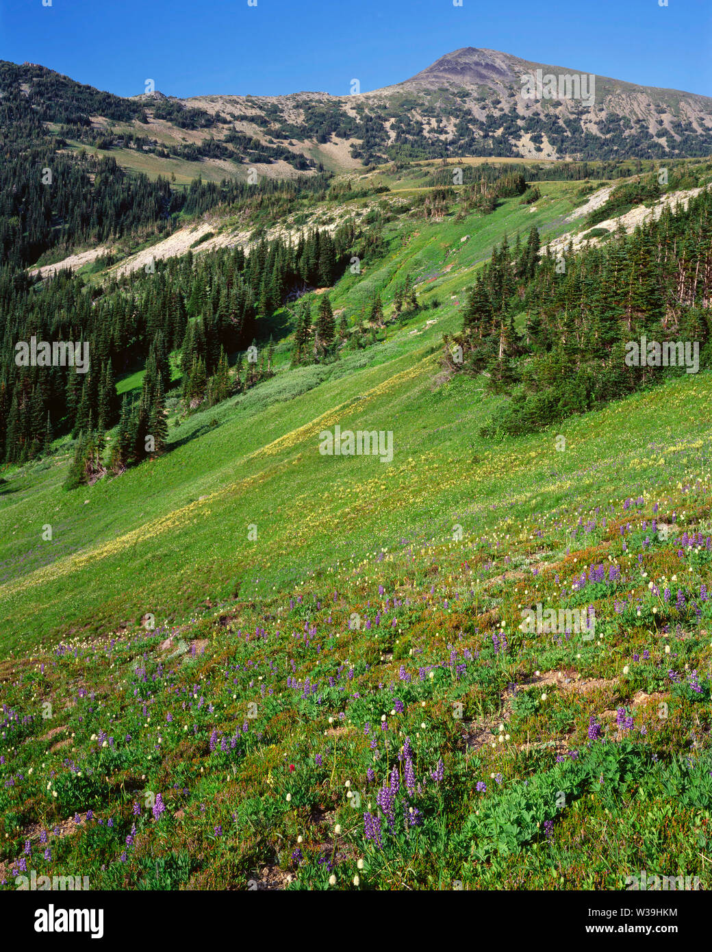 USA, Washington, Mt. Rainier National Park, Wildflower meadow and ...