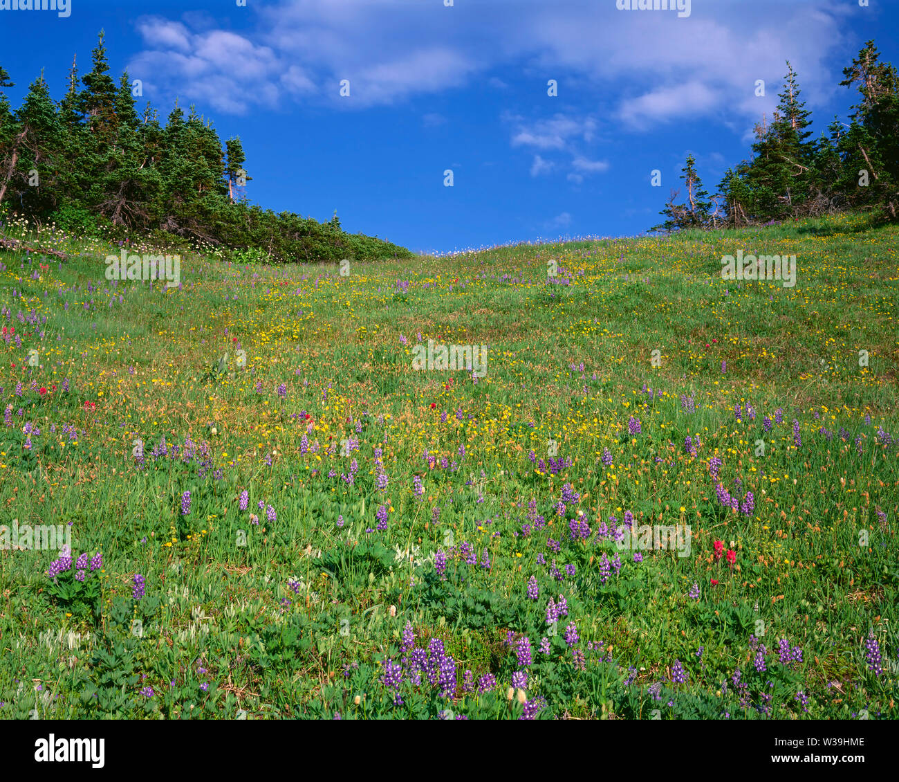 USA, Washington, Mt. Rainier National Park, Lupine bloom in meadow ...