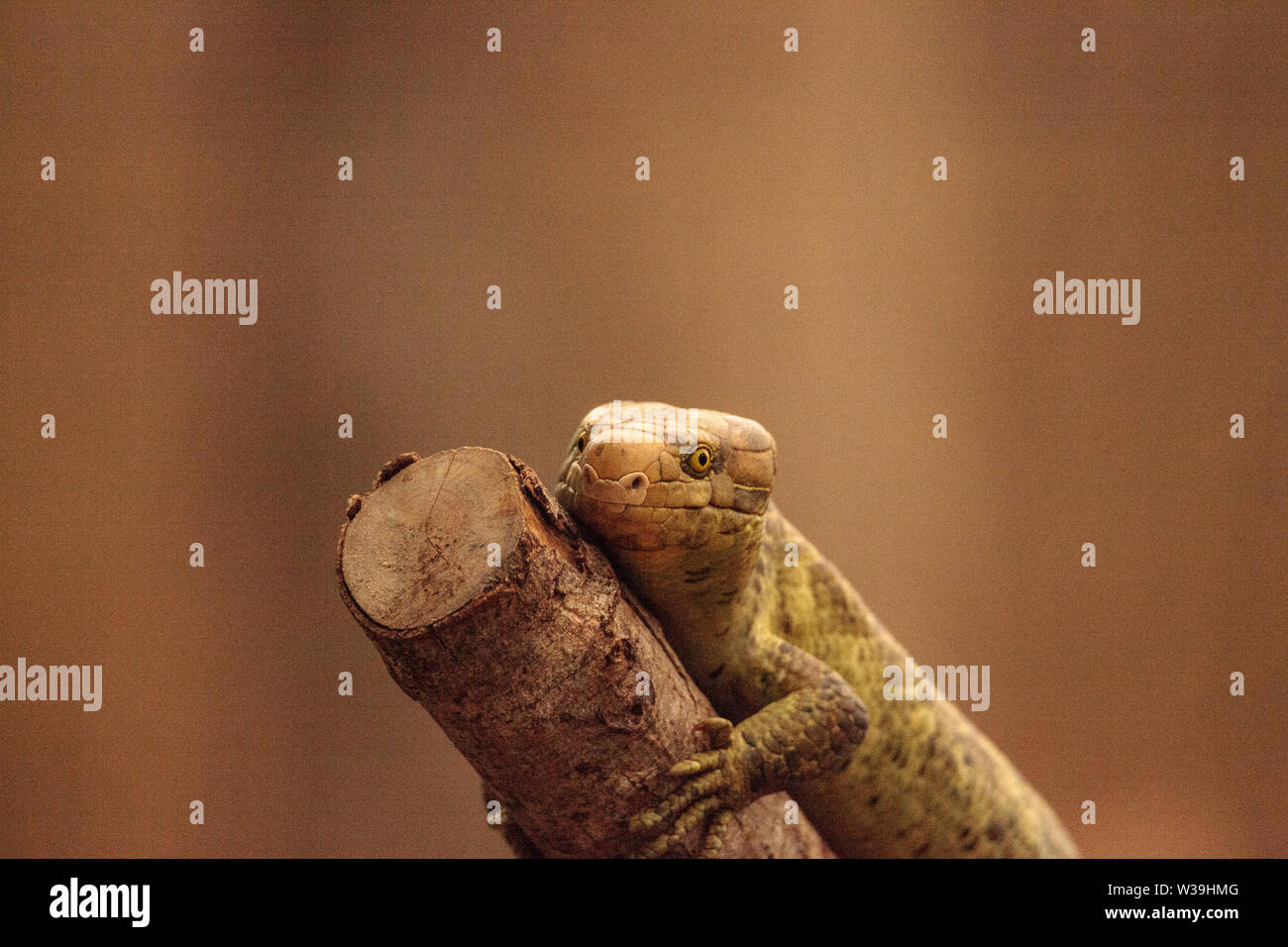 Solomon Islands skink Corucia zebrata is a prehensile-tailed skink ...