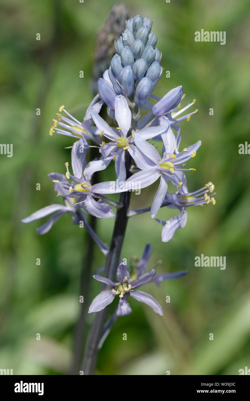 Wild hyacinth hi-res stock photography and images - Alamy
