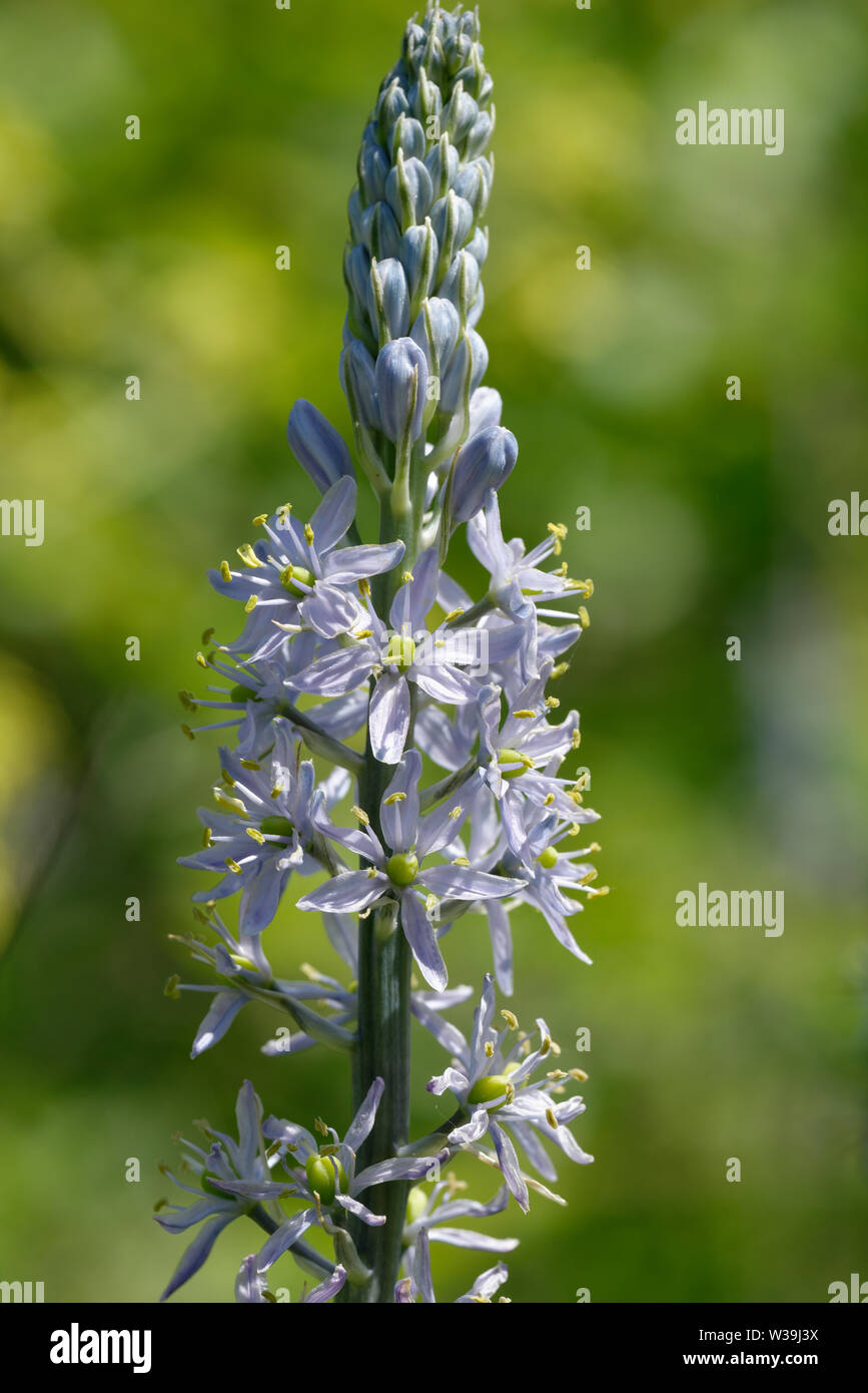 Wild hyacinth hi-res stock photography and images - Alamy