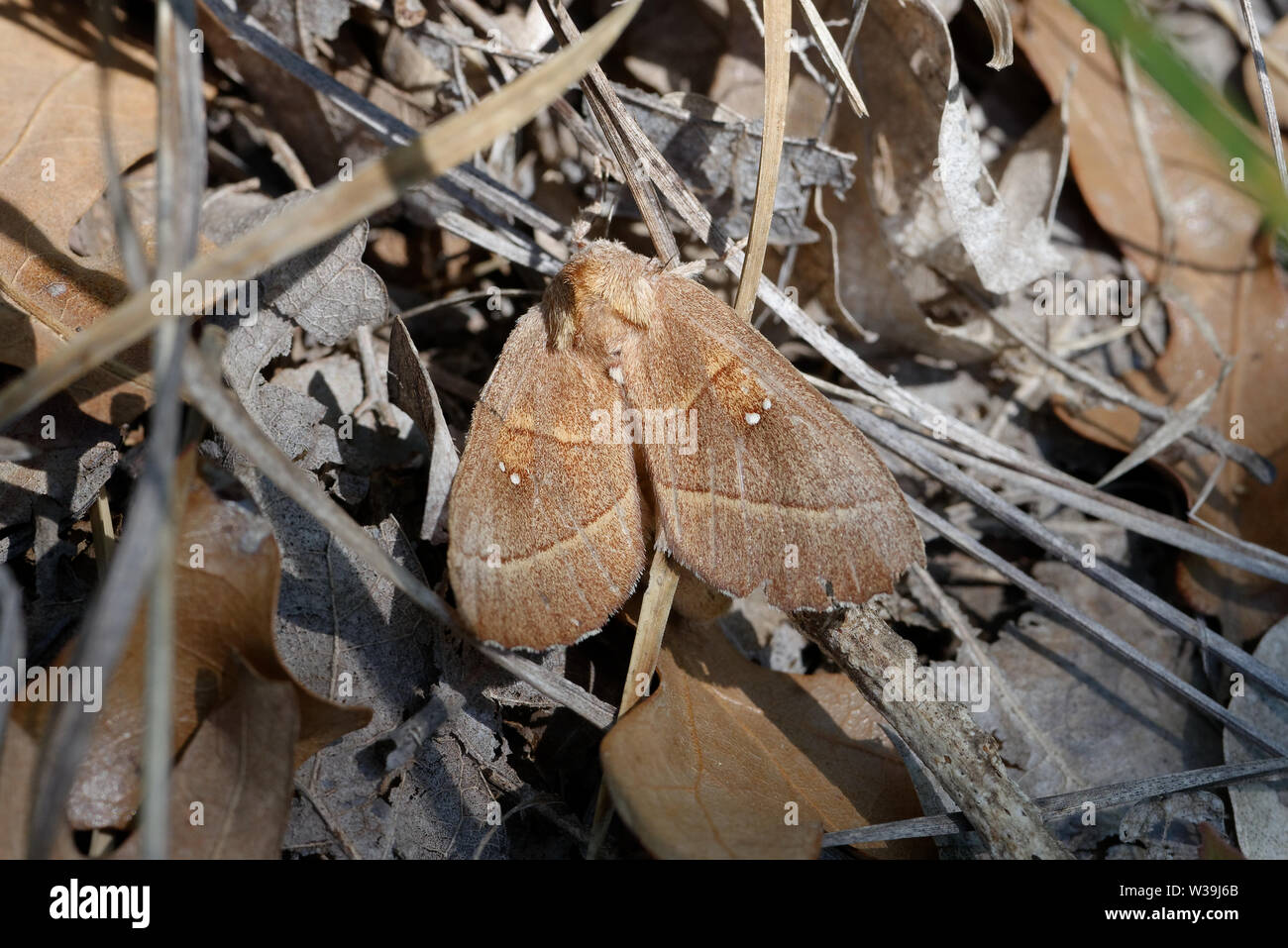 White-dotted Prominent moth Stock Photo - Alamy