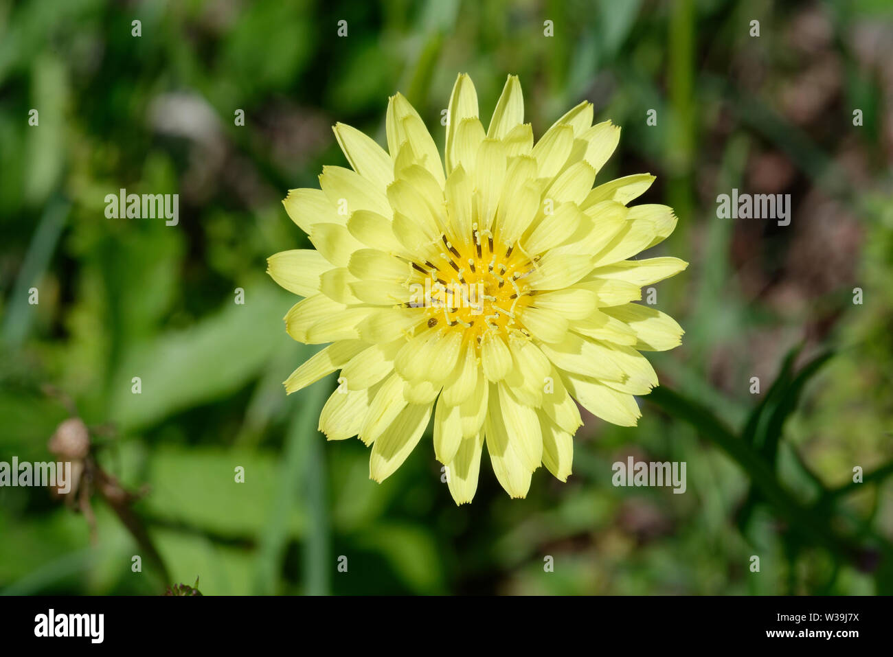 False dandelion hi-res stock photography and images - Alamy