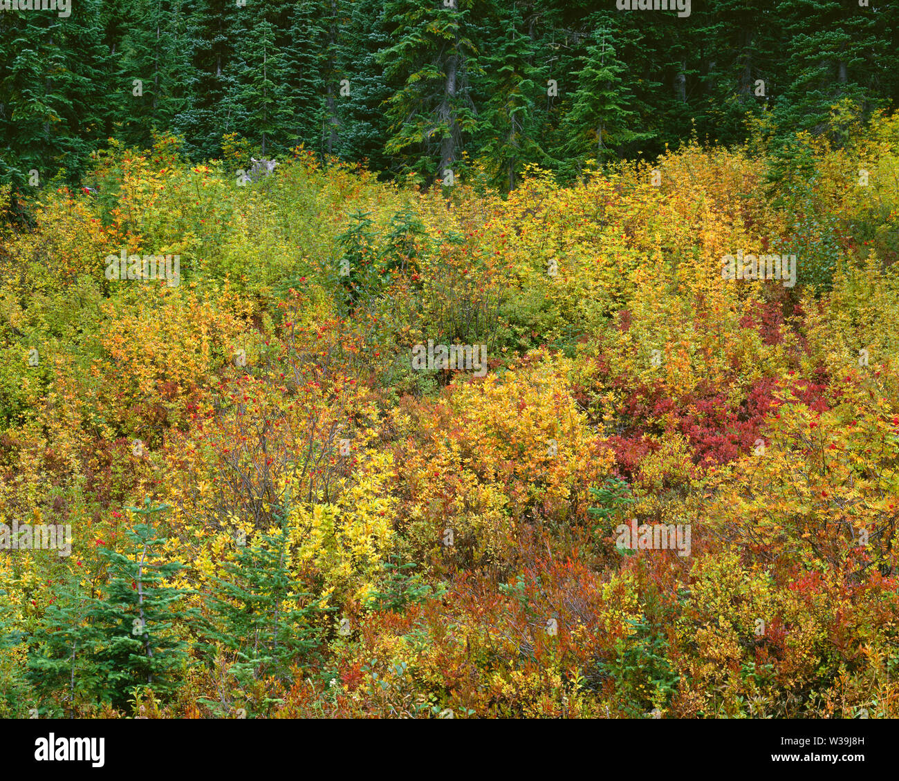 USA, Washington, Mt. Rainier National Park, Mountain ash and ...