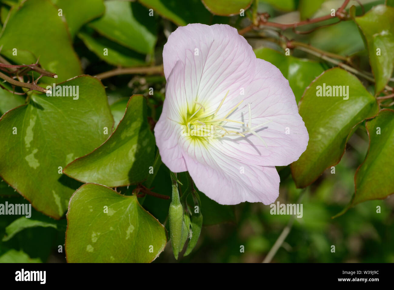 Pink evening primrose hi-res stock photography and images - Alamy