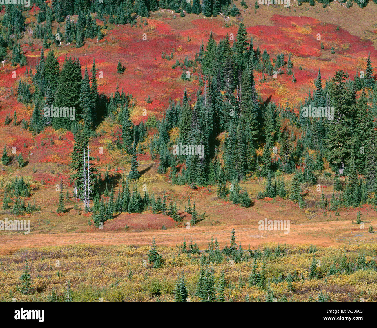 USA, Washington, Mt. Rainier National Park, Shrubs; primarily ...
