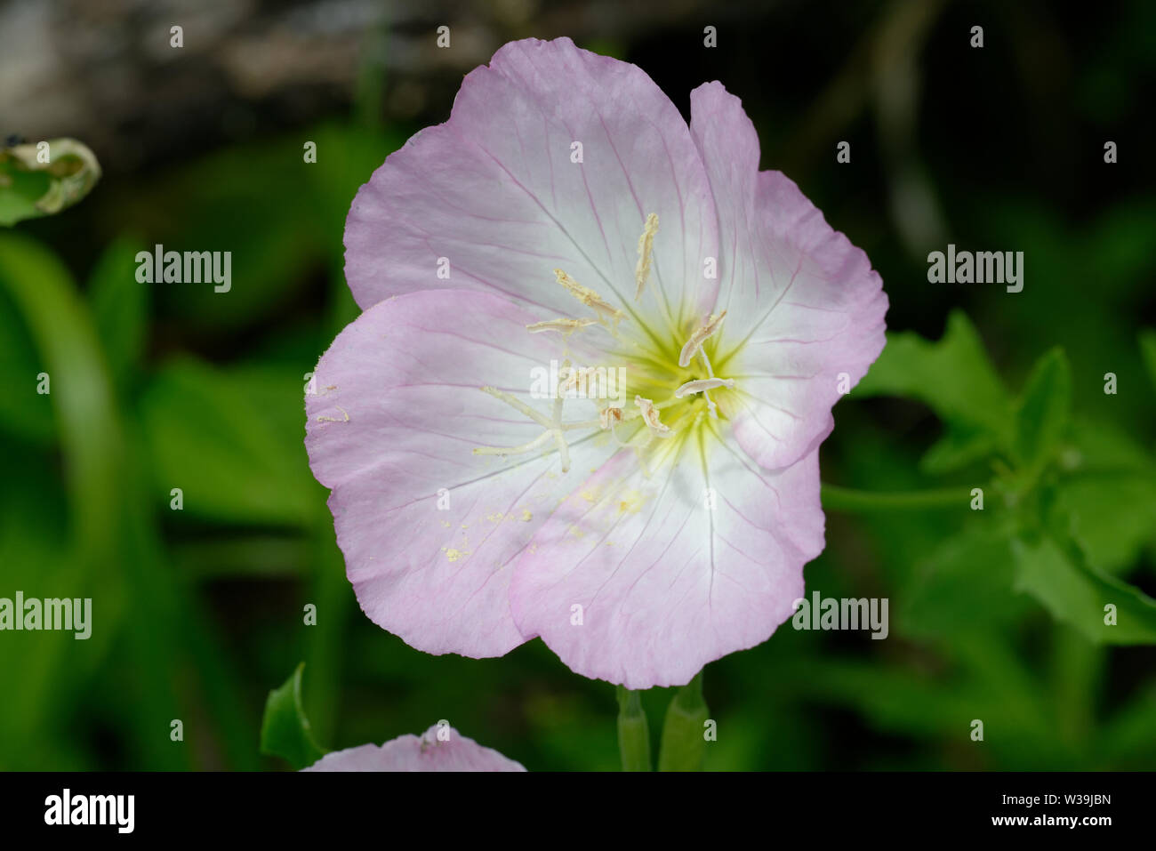 Pink evening primrose hi-res stock photography and images - Alamy
