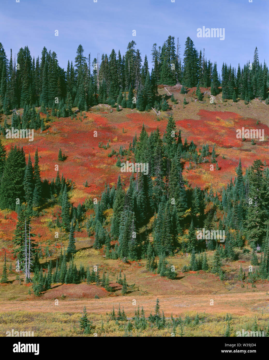 Huckleberry range hi-res stock photography and images - Alamy