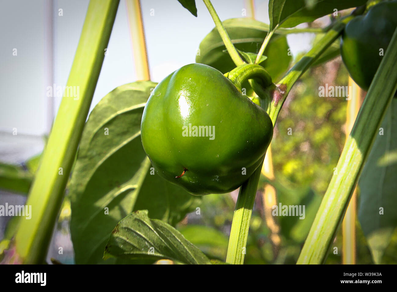 Gring hi-res stock photography and images - Alamy