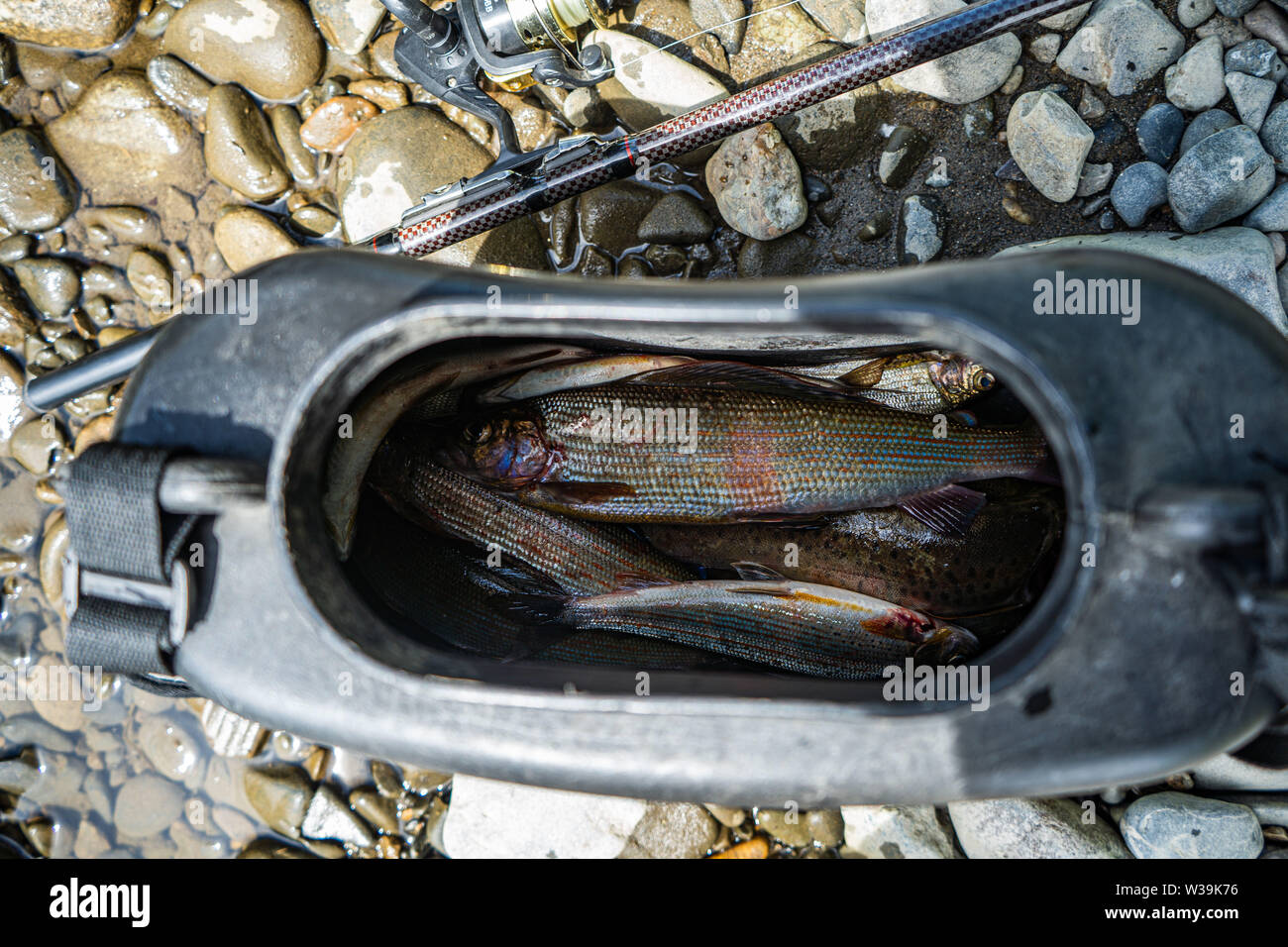 The grayling Thymallus thymallus is a species of freshwater fish in the ...