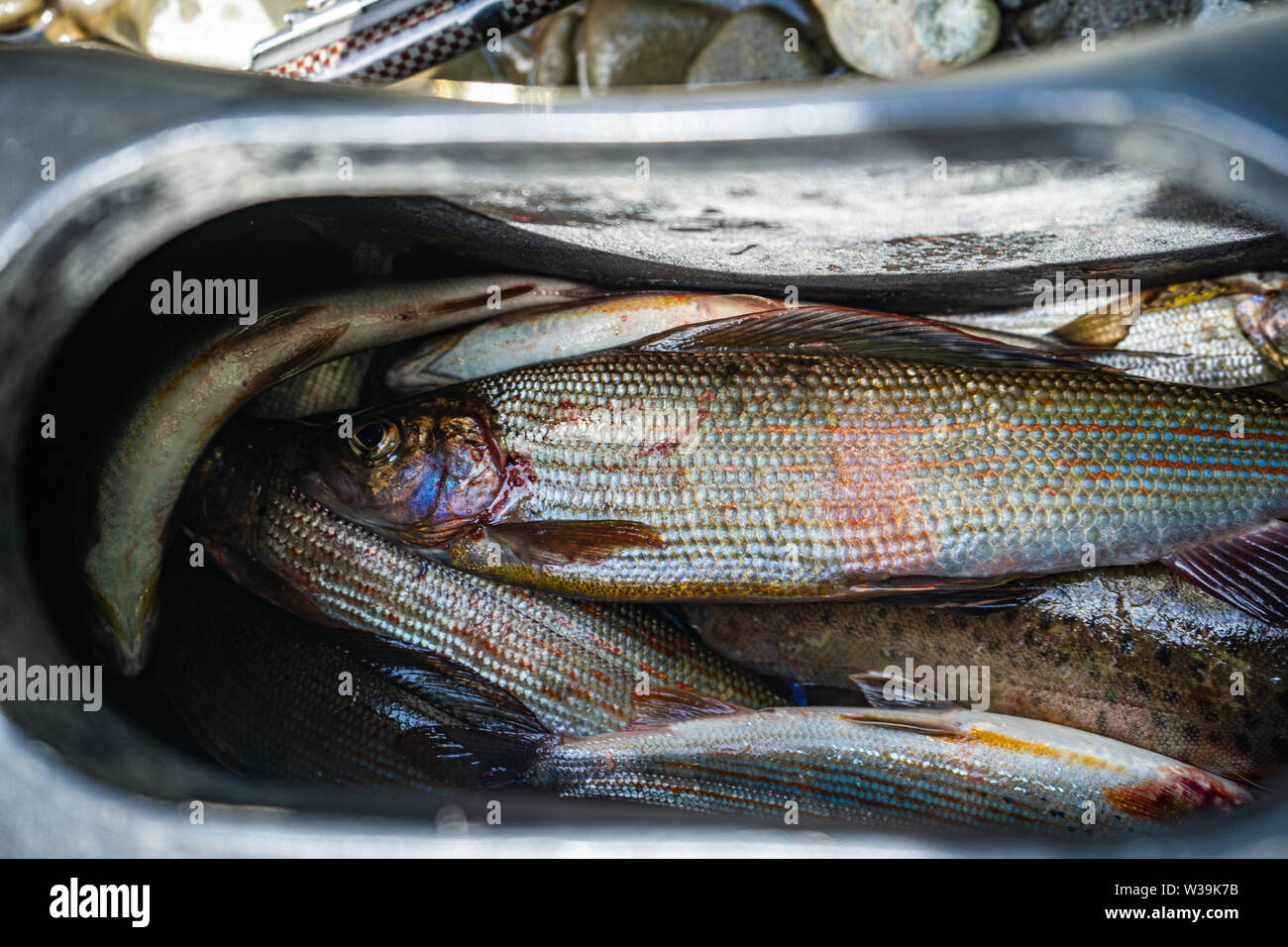 The grayling Thymallus thymallus is a species of freshwater fish in the ...