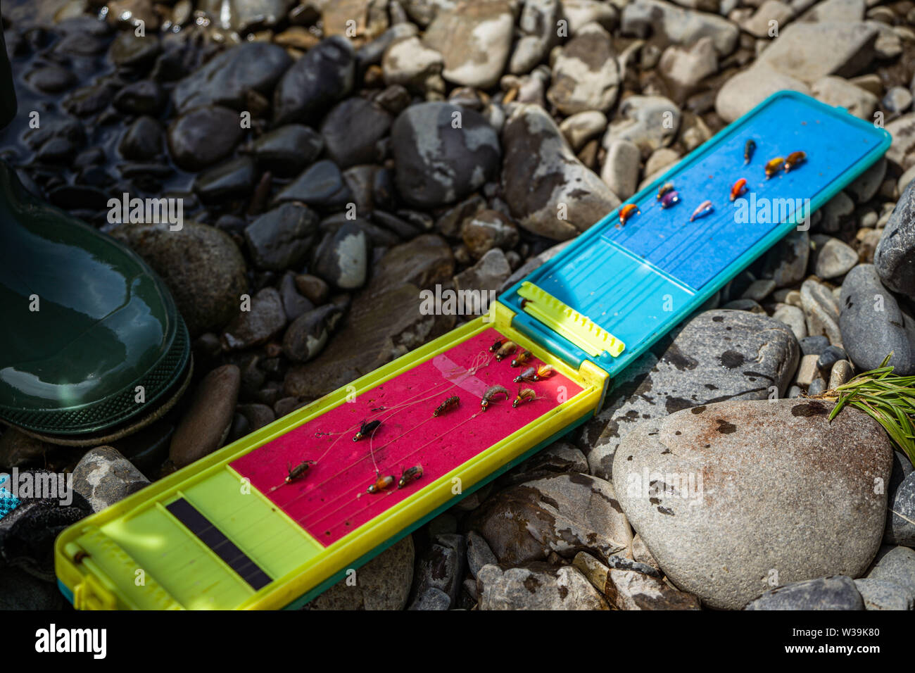 The grayling Thymallus thymallus is a species of freshwater fish in the ...