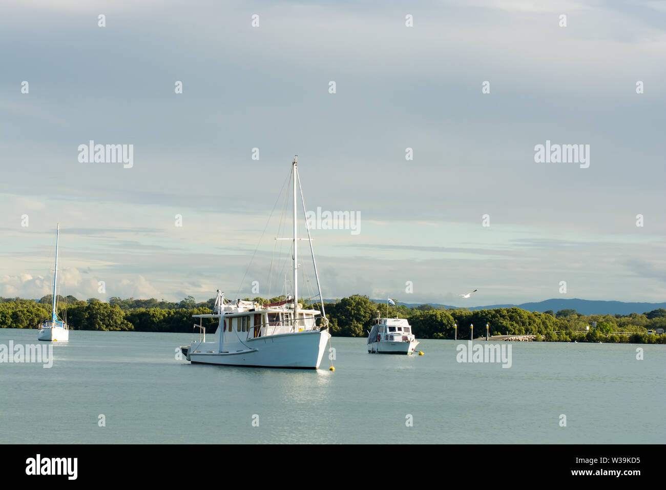 Boats moored on the Caboolture River with mangrove swamps in background ...