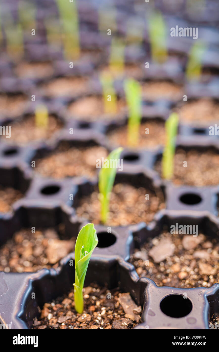 Starter tray of germinating maize seedlings emerging from the soil ...