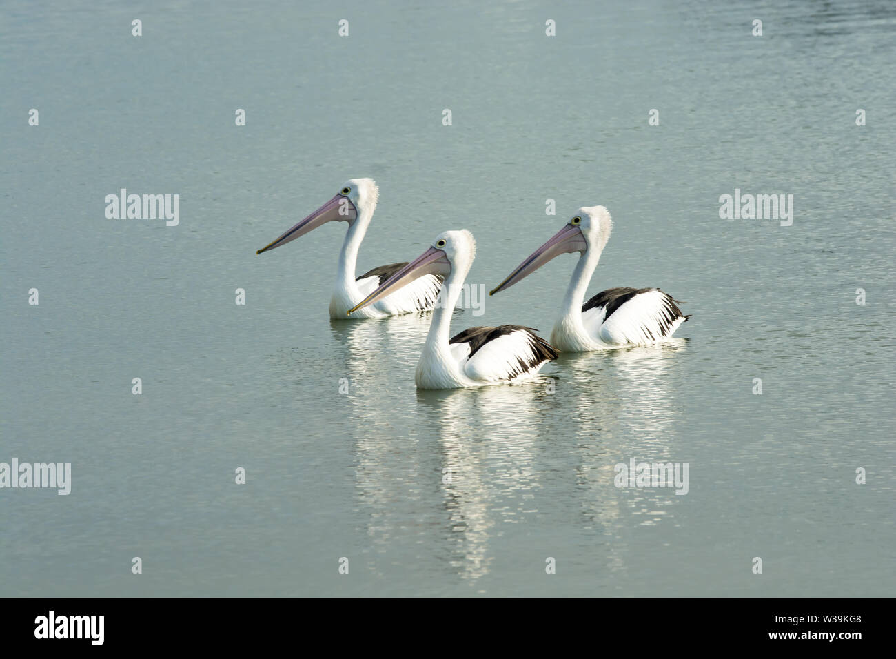 A trio of pelicans,Pelecanus conspicillatus, on Caboolture River at ...