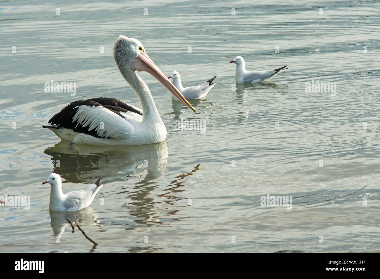 Pelican and Seagulls. Caboolture River at Beachmere Queensland ...